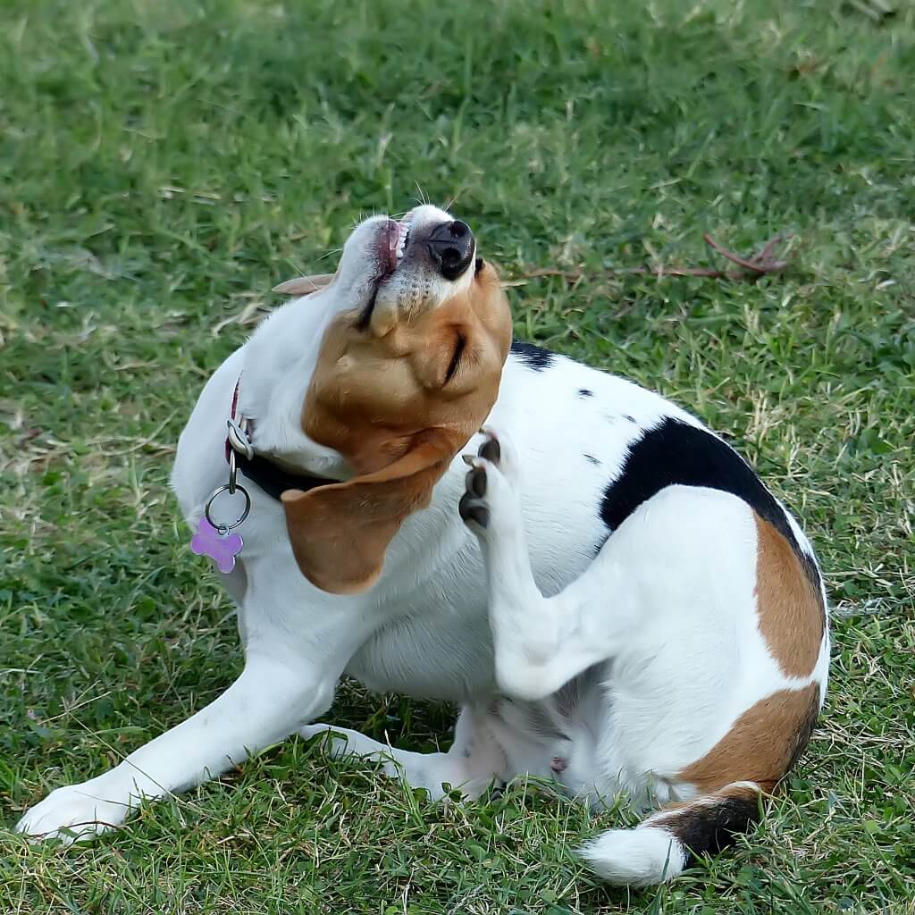 Content Reviewed by an Essentials PetCare Veterinarian