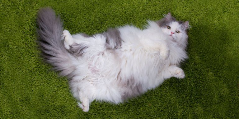 Can you tell if your pet is overweight? With more than half of U.S ...
