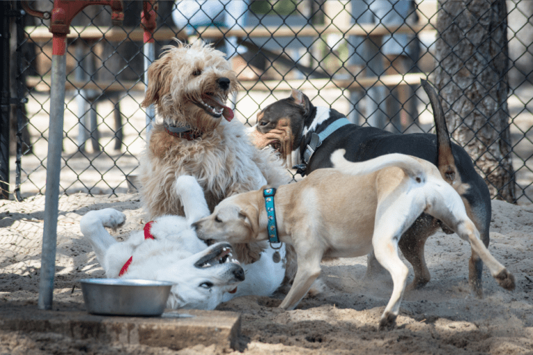 What Shots Do Dogs Need Yearly? Annual Vaccines for Dogs