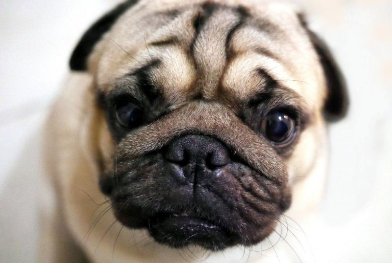 Use Eye Ointment for Dogs When Their Eyes Get Goopy